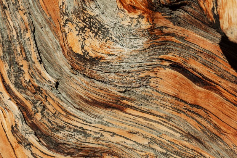 106 Cortex Layers Stock Photos - Free & Royalty-Free Stock Photos from ...