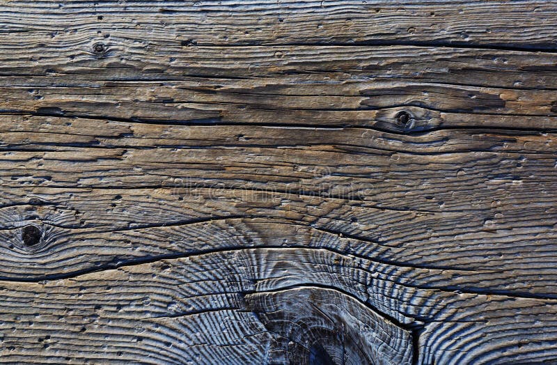 106 Cortex Layers Stock Photos - Free & Royalty-Free Stock Photos from ...