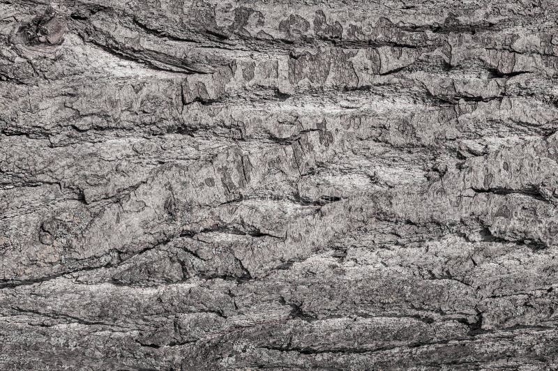 Wood Texture of Brown Grey Tree Bark Stock Photo - Image of grey ...