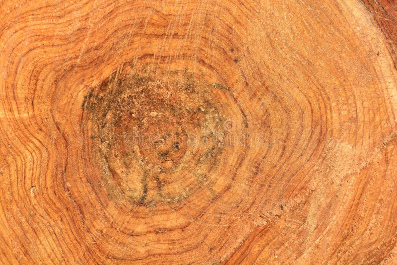 617 Chinese Fir Wood Stock Photos - Free & Royalty-Free Stock Photos ...