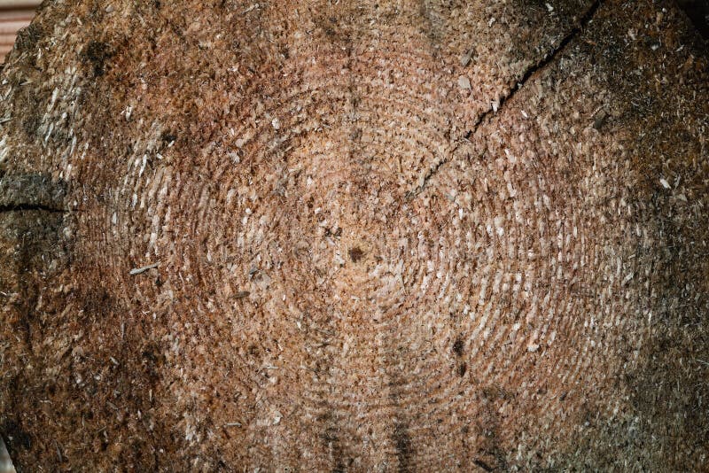 Wood Texture Close-up. Background of Wood Stock Image - Image of detail ...