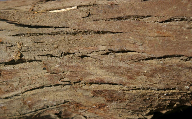 Wood texture stock image. Image of firewood, deep, outcrop - 60091801