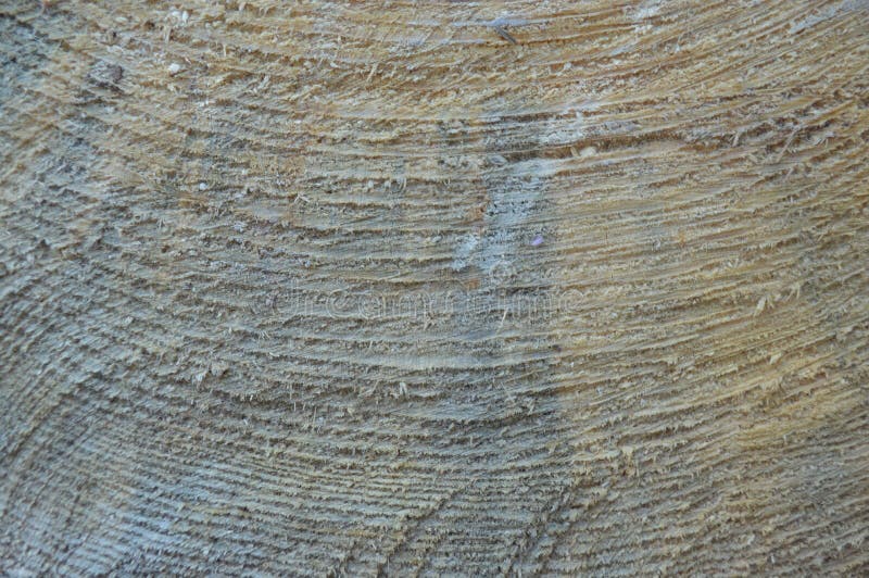 Wood Texture Closeup Structure of Sawn Timber Stock Photo - Image of ...