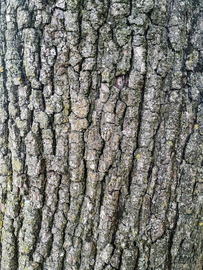 Wood Texture Closeup. Trunk, Bark. Background Stock Image - Image of ...