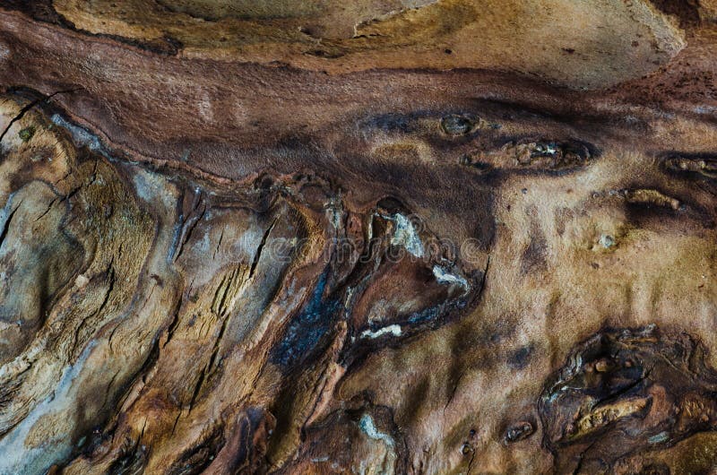 Wood Texture, the Core of an Ash Tree Stock Photo - Image of wooden ...