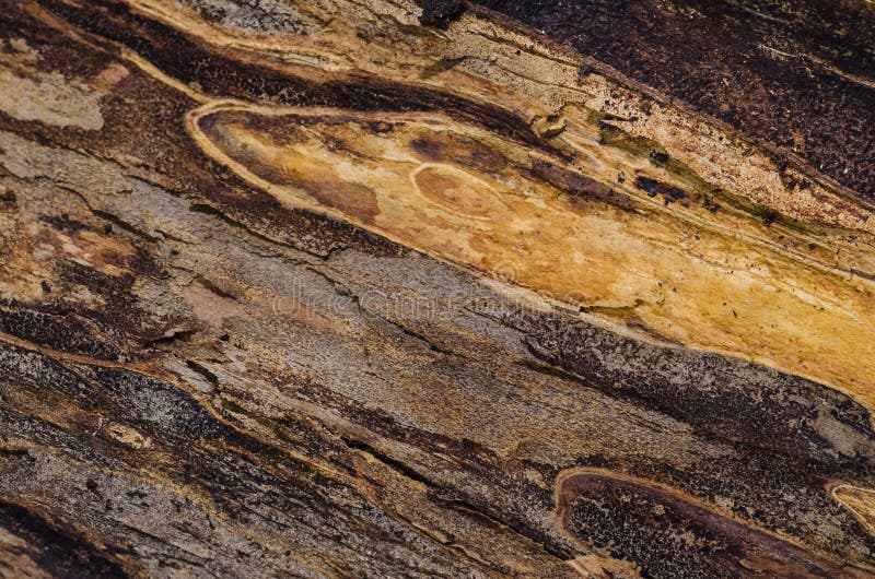 Wood Texture, the Core of the Ash Tree Stock Photo - Image of texture ...