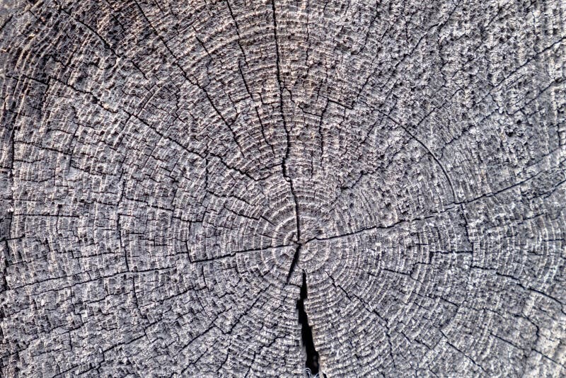 Wood texture stock photo. Image of wooden, element, textured - 59598680