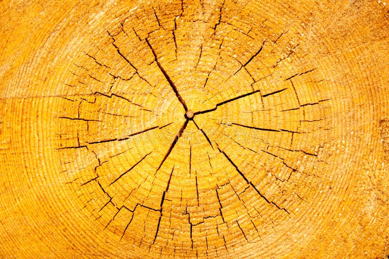 Wood Texture in Cross Section Stock Photo - Image of modernist, brown ...