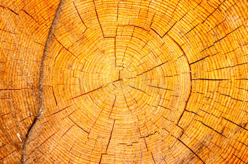 Wood Texture in Cross Section Stock Image - Image of nature, vintage ...