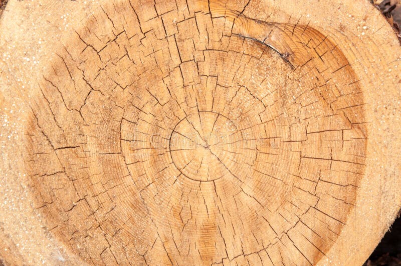 Wood Texture in Cross Section Stock Photo - Image of forest, park: 77065322