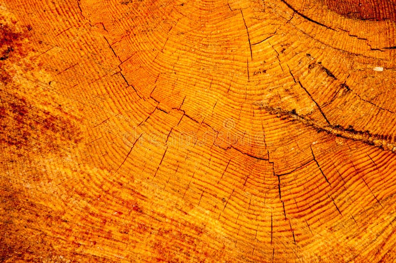 Wood Texture in Cross Section Stock Photo - Image of detail ...