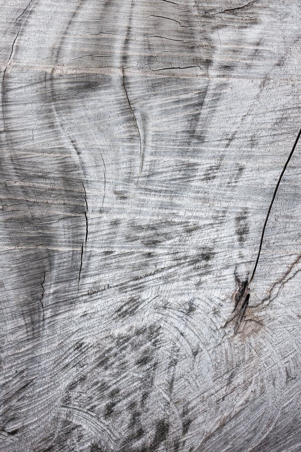 Wood Texture, Cross Section Old Dry Tree Stump Stock Photo - Image of ... Wood Texture, Cross Section Old Dry Tree Stump Stock Photo - Image of ...