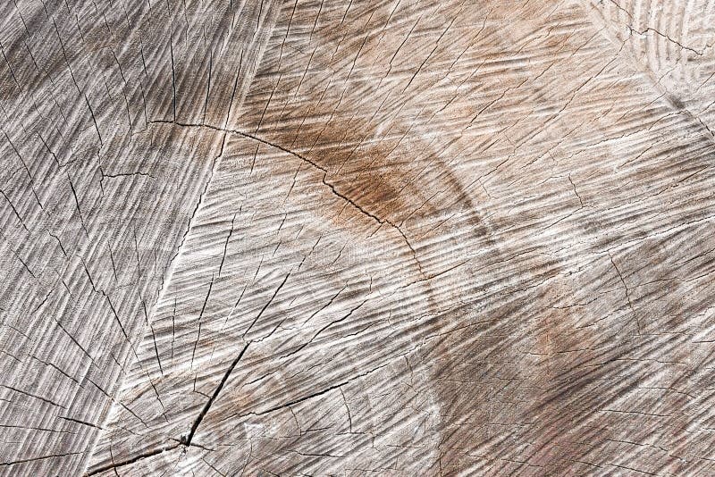 Wood Texture, Cross Section Old Dry Tree Stump Stock Image - Image of ... Wood Texture, Cross Section Old Dry Tree Stump Stock Image - Image of ...