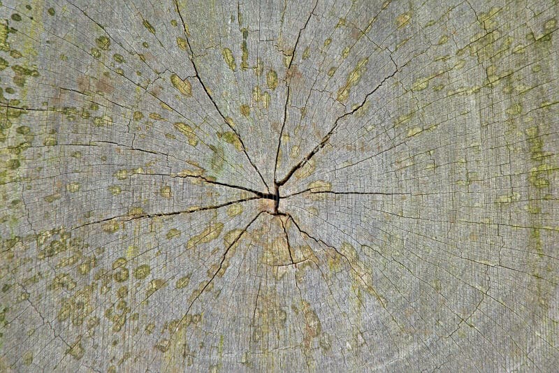 Wood Texture, Cross Section of a Tree Trunk Stock Photo - Image of ...