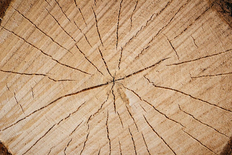 Wood Texture. Cross Section of the Tree Stock Image - Image of aged ...