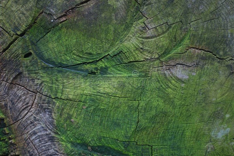 Wood Texture from Cut on a Dry Wood Log Stock Photo - Image of nature ...