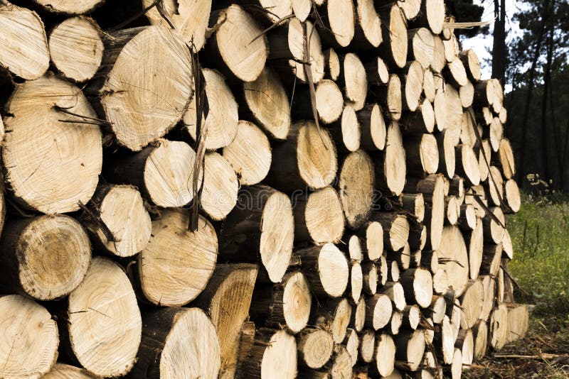 Wood Texture of Cut Logs of Eucalyptus Piled Up in the Middle of the ...