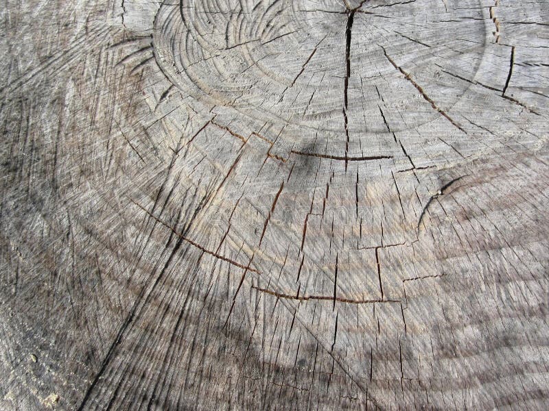 Wood Texture of Cut Pine Tree Trunk Stock Image - Image of material ...