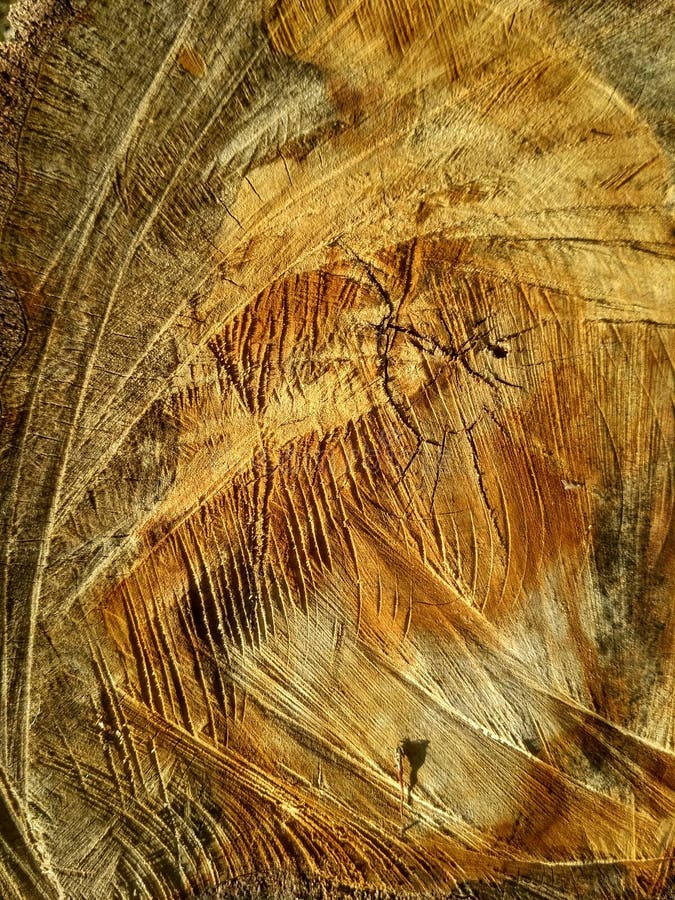 Wood texture stock photo. Image of life, texture, circle - 127484720