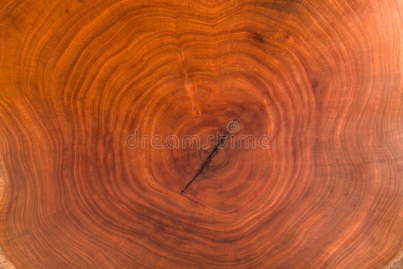 Wood Texture Cut Tree Trunk Stock Image - Image of nature, striped ...