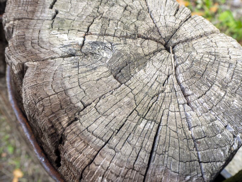 Wood Texture Cut Tree Trunk. Background, Macro Stock Image - Image of ...