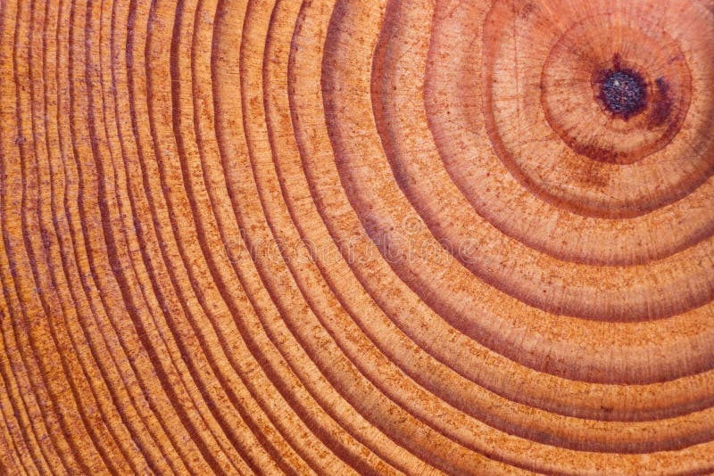 Tree ring. log. wood. stock photo. Image of aged, history - 19682944
