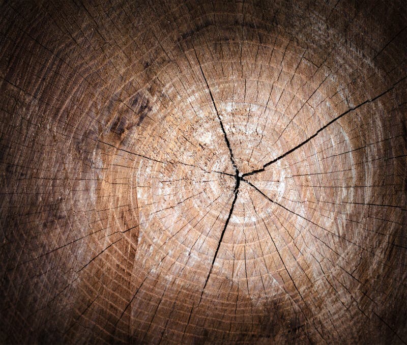 Wood Texture of Cut Tree Trunk, Close Up. Stock Image - Image of board ...