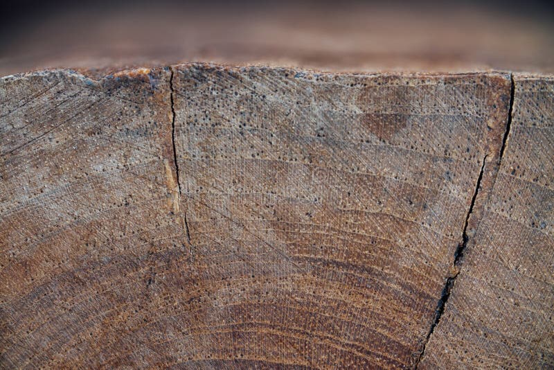 Wood Texture of Cut Tree Trunk, Close-up Stock Image - Image of macro ...