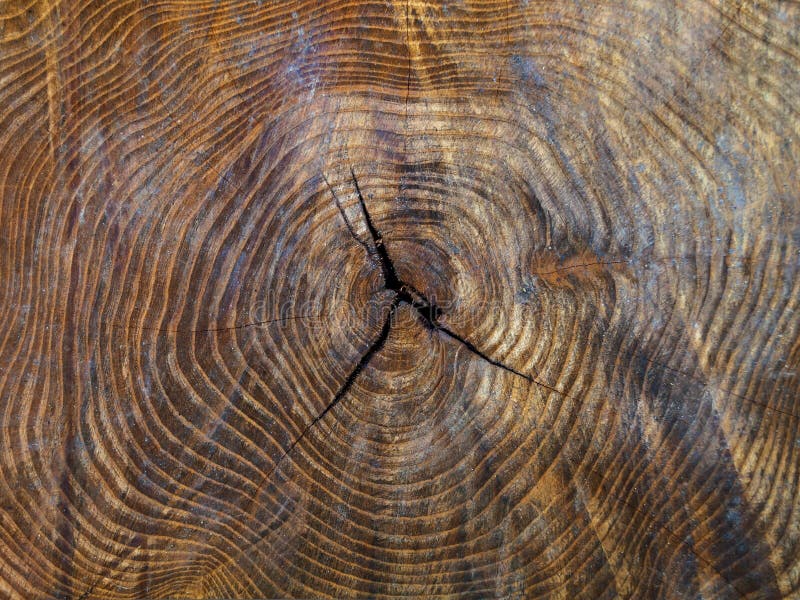 Wood Texture of Cut Tree Trunk, Close-up Center Stock Image - Image of ...