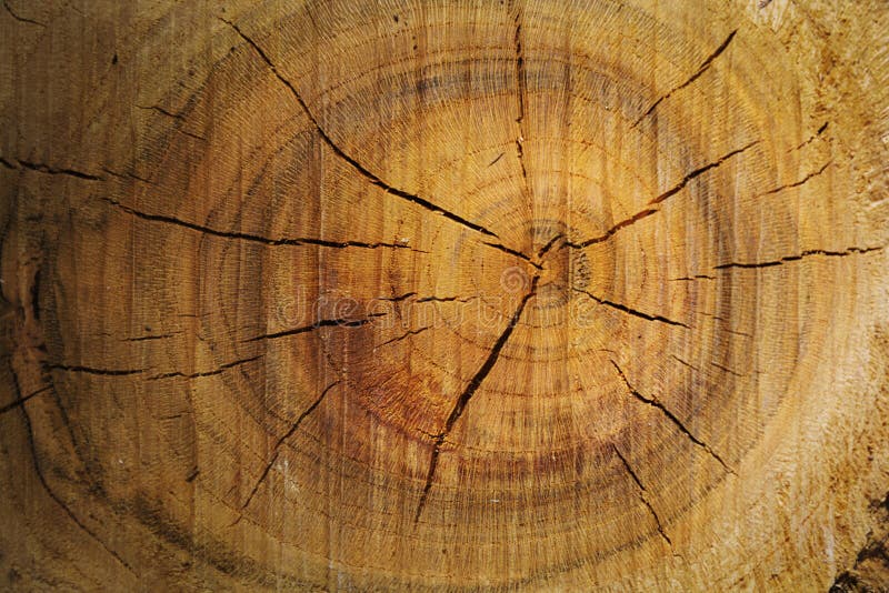 109 Notch Bark Tree Stock Photos - Free & Royalty-Free Stock Photos ...