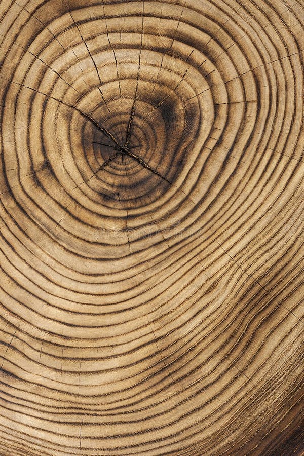 Wood Texture from Cut Tree Trunk, Closeup. Cross Section of a Tree ...