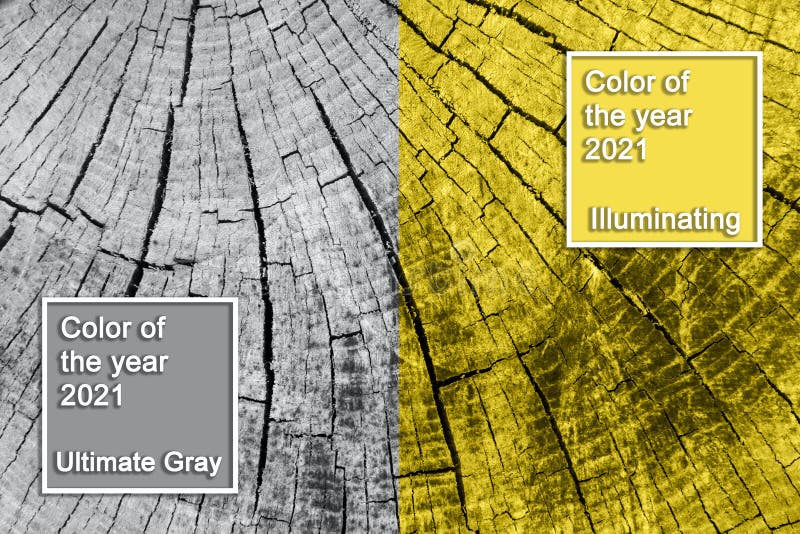 Wood Texture of Cut Tree Trunk. Color of the Year 2021 Editorial ...