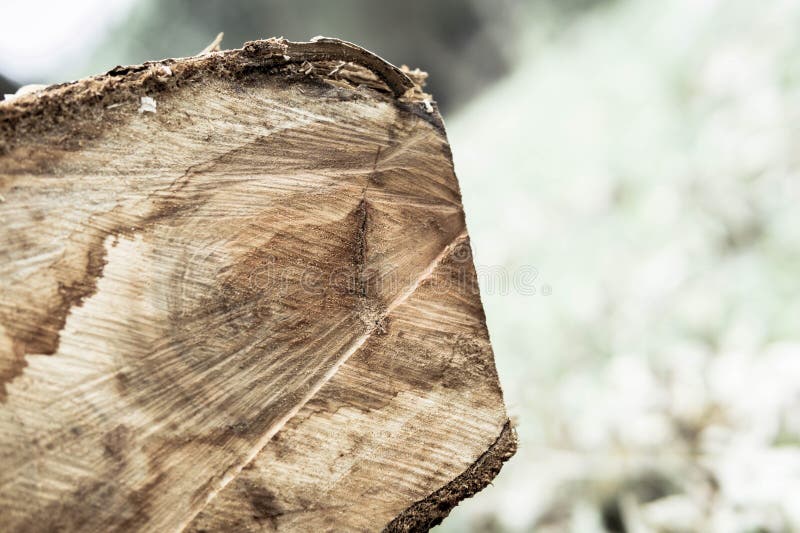 Tree Rings Old Weathered Wood Texture with the Cross Section of a Cut ... Tree Rings Old Weathered Wood Texture with the Cross Section of a Cut ...