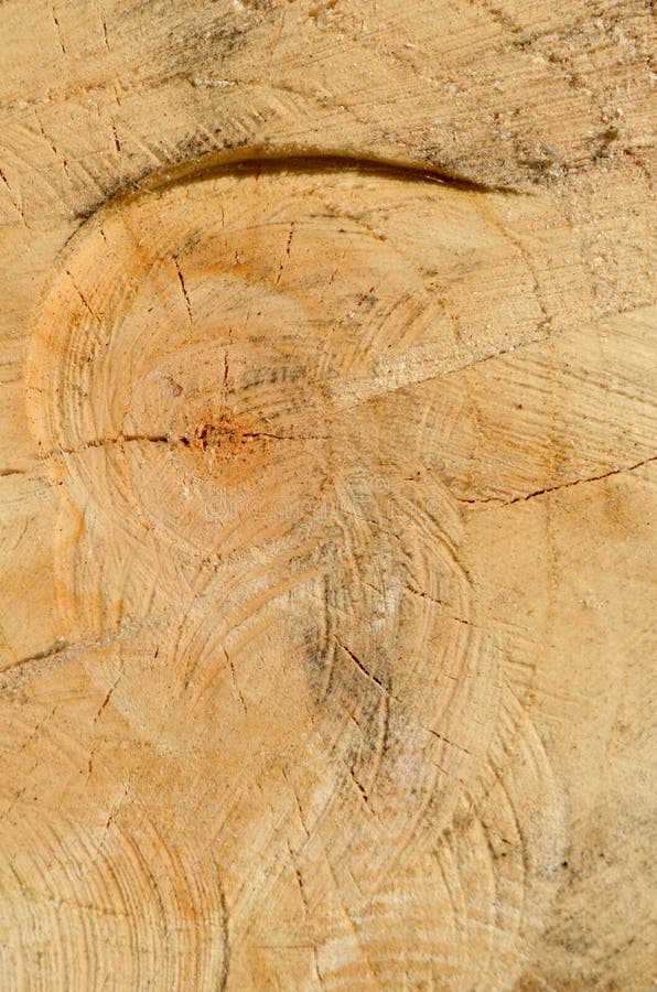 Wood Texture of Cutted Tree Stock Image - Image of abstract, closeup ...