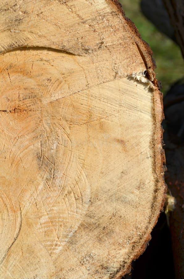 Wood Texture of Cutted Tree Stock Image - Image of cracked, macro: 45570523