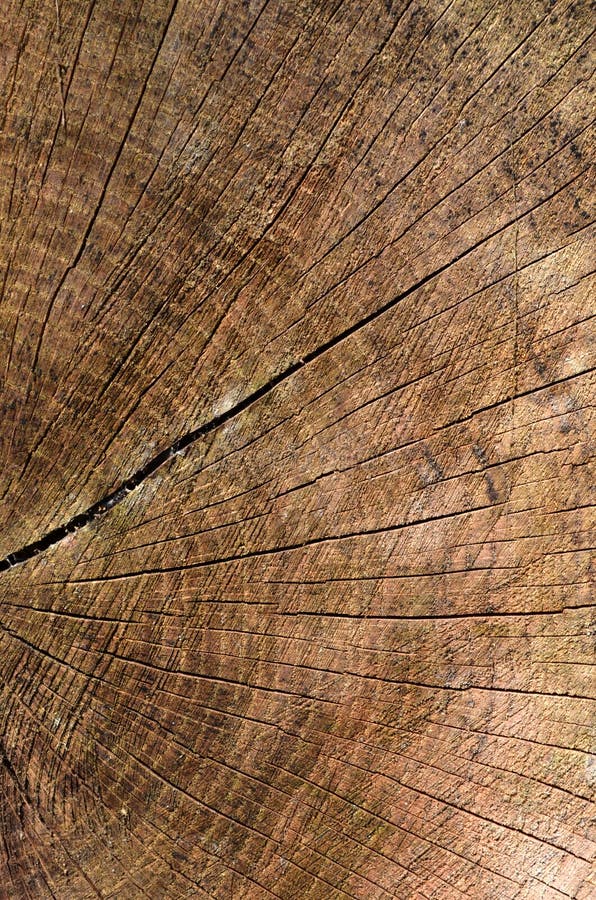Wood Texture of Cutted Tree Stock Image - Image of line, pattern: 52671751