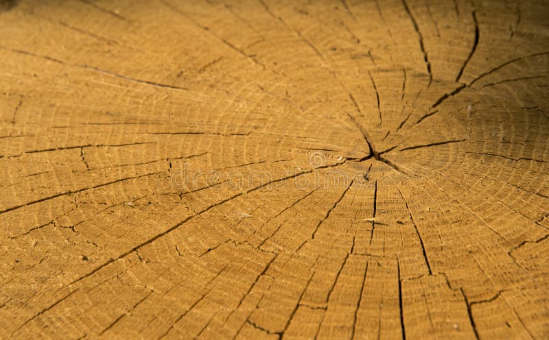 Wood Texture of Cutted Tree Stock Photo - Image of firewood, cross ...
