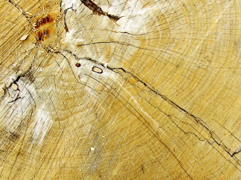 Wood Texture of Cutted Tree Trunk, Close-up Stock Image - Image of ...