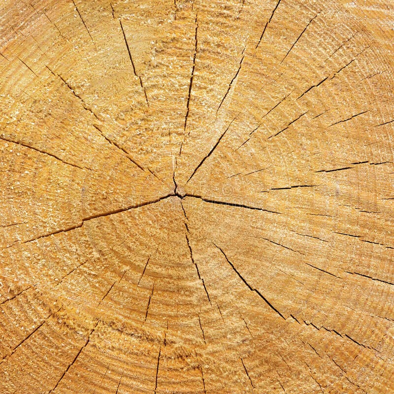 Wood Texture of Cutted Tree Trunk Stock Photo - Image of closeup ...