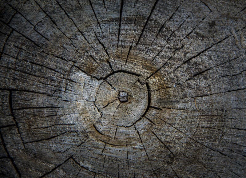 Wood Texture of Cutted Tree Trunk, Close-up Stock Image - Image of ...