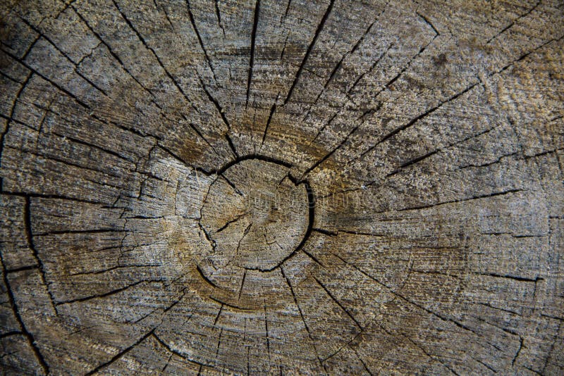 Wood Texture of Cutted Tree Trunk, Close-up Stock Photo - Image of ...