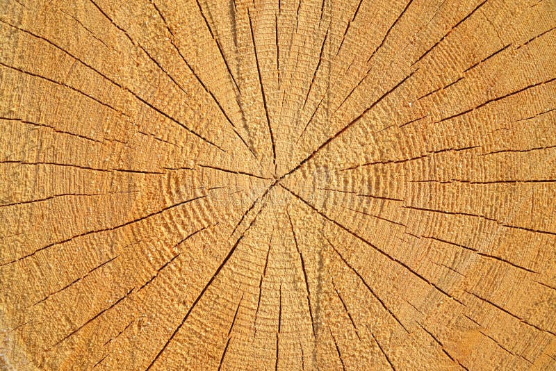 Cutted Wood Texture stock photo. Image of split, yellow - 37996298