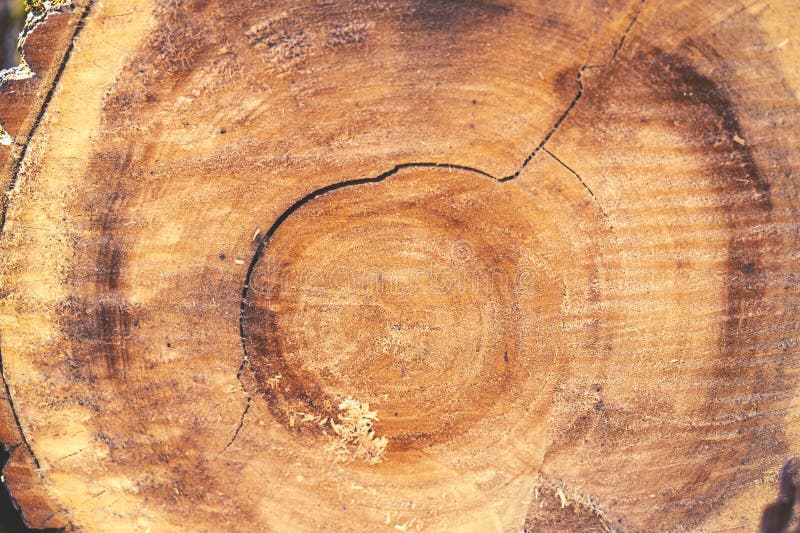 Wood Texture of Cutted Tree Trunk, Close-up Stock Photo - Image of ...