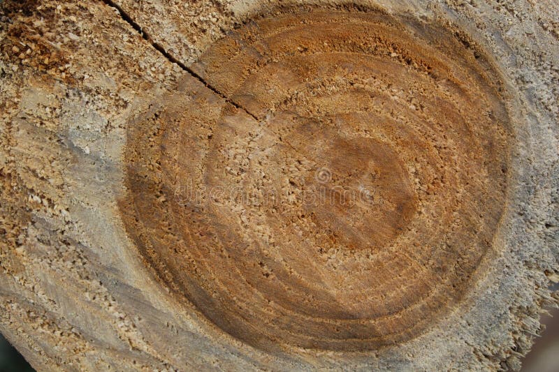 Wood Texture of Cutted Tree Trunk. Stock Image - Image of wooden ...