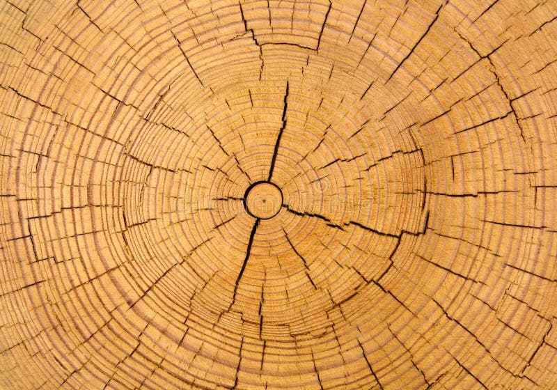 Wood Texture Of Cutted Tree Trunk Stock Photo - Image of forest, aging ...