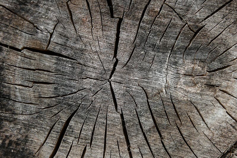 Wood Texture of Cutted Tree Trunk. Moss and Fungus Growing on Th Stock ...