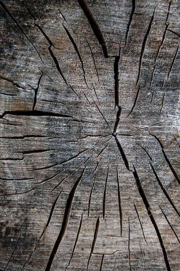 Wood Texture of Cutted Tree Trunk. Moss and Fungus Growing on Th Stock ...