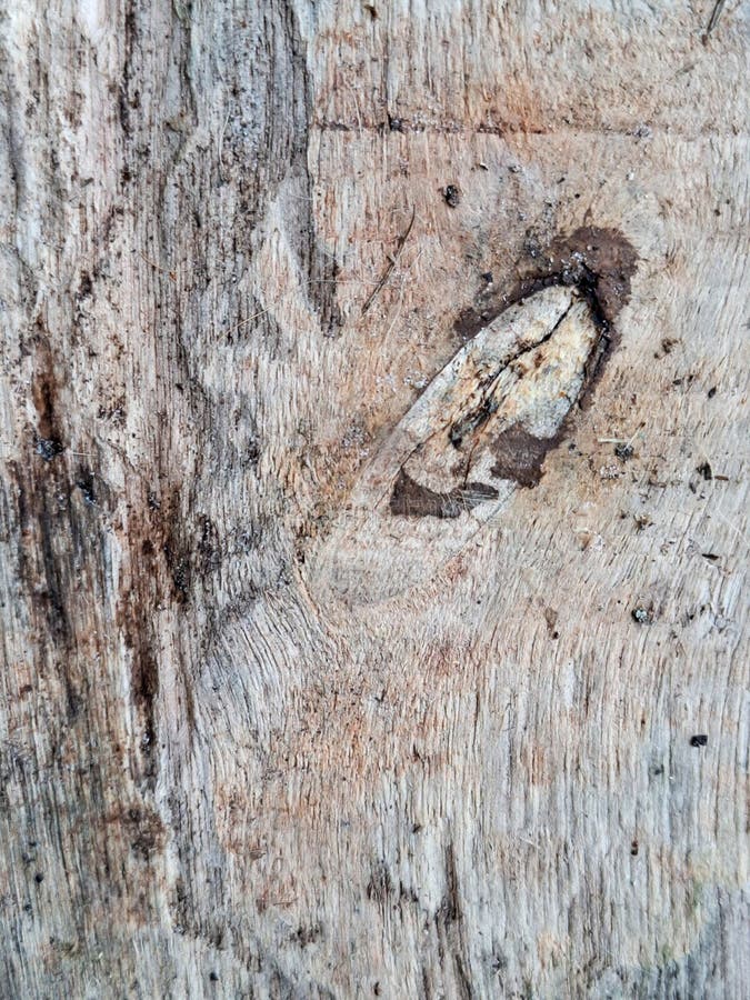 Wood Texture with Dark Knot and Marked Grain Stock Photo - Image of ...