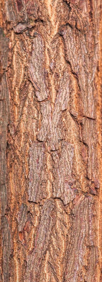 Wood Texture Design of Neem Tree Tree Design Stock Image - Image of ...