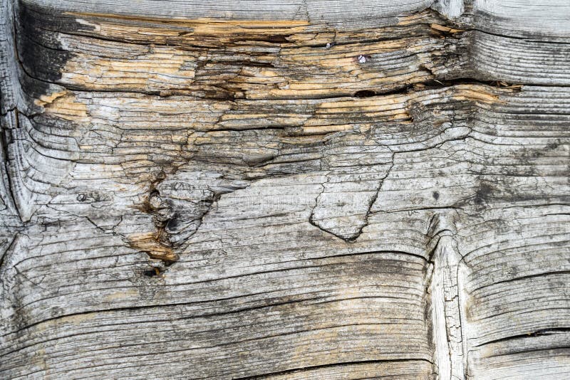 Wood Texture Details, Background and Texture Image. Abstract Background ...